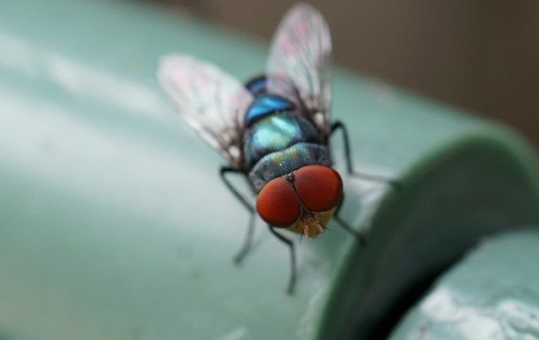 A Guide To House Fly Prevention In New Braunfels | Gold Star Exterminators