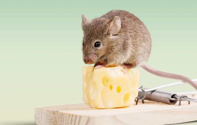 Pest Spotlight: Tackling A Rodent Problem In New Braunfels | Gold Star ...