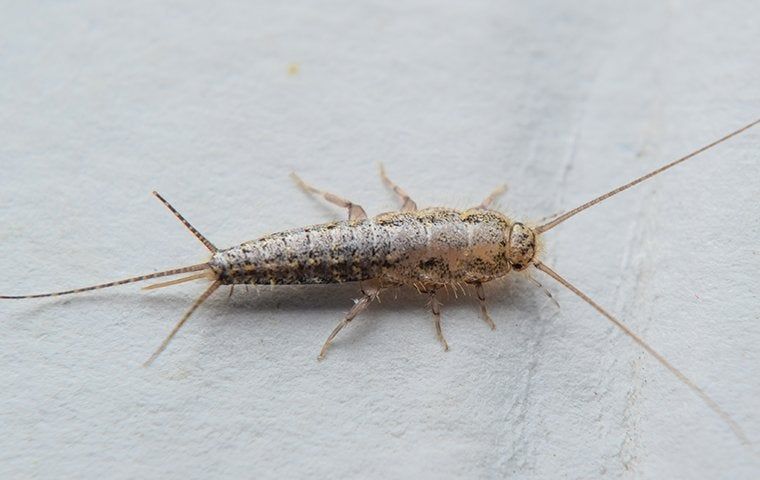 A Handy Silverfish Prevention Guide For New Braunfels Homes | Gold Star ...